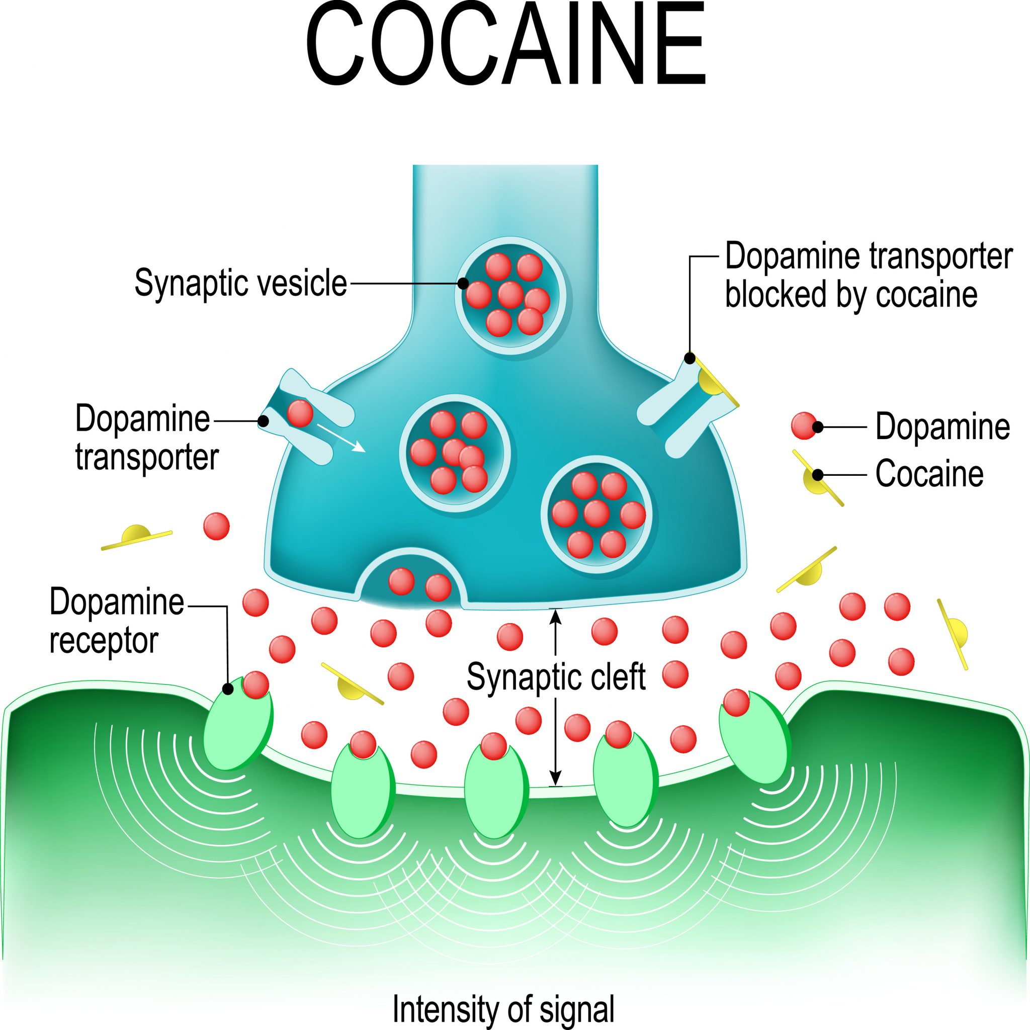 Cocaine FAQ: Everything You Wished You Knew | Sprout Health Group